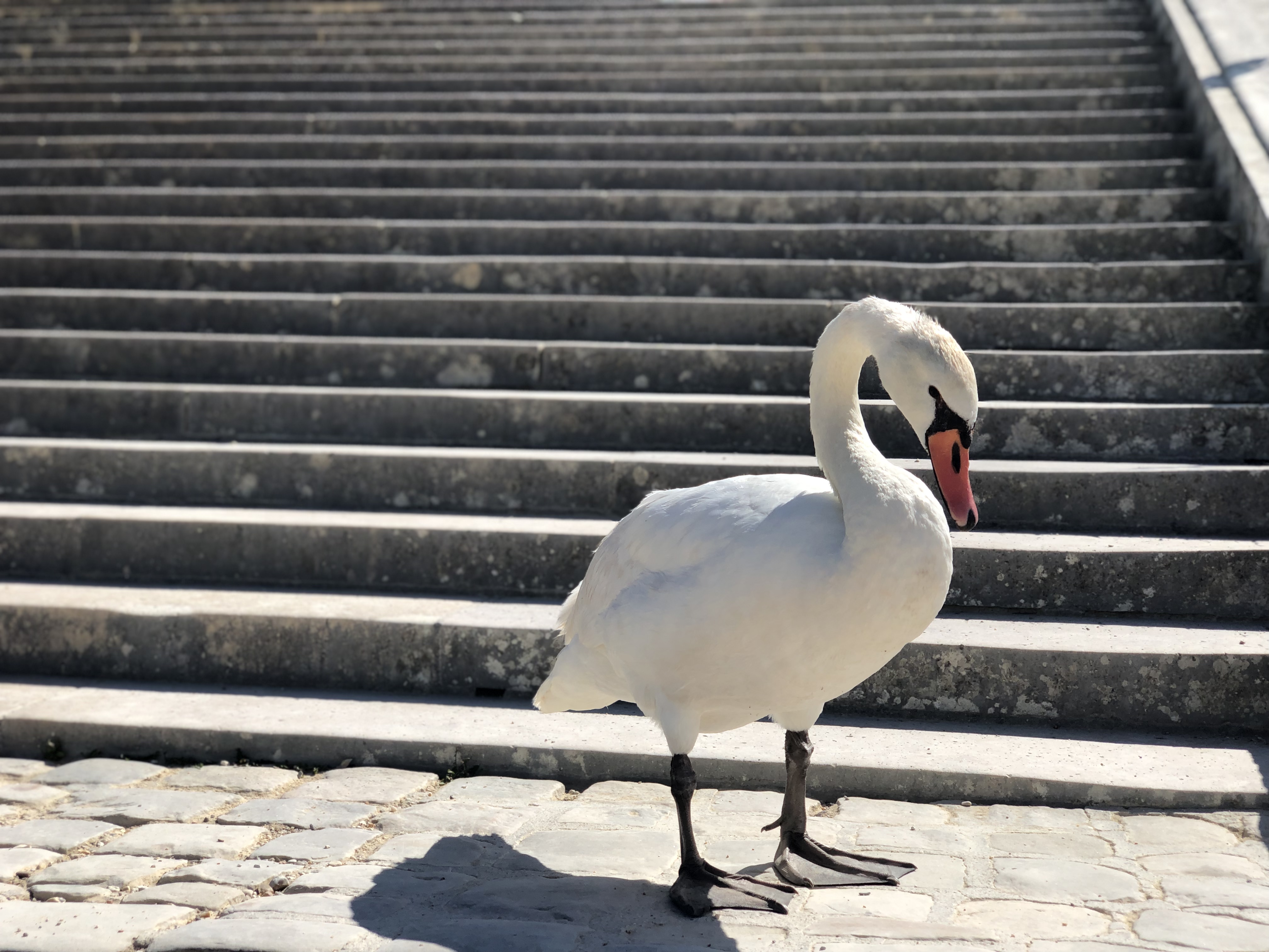 Ugly Ducklings, Lonely Swans, and Why Autism Makes Our Difference ...